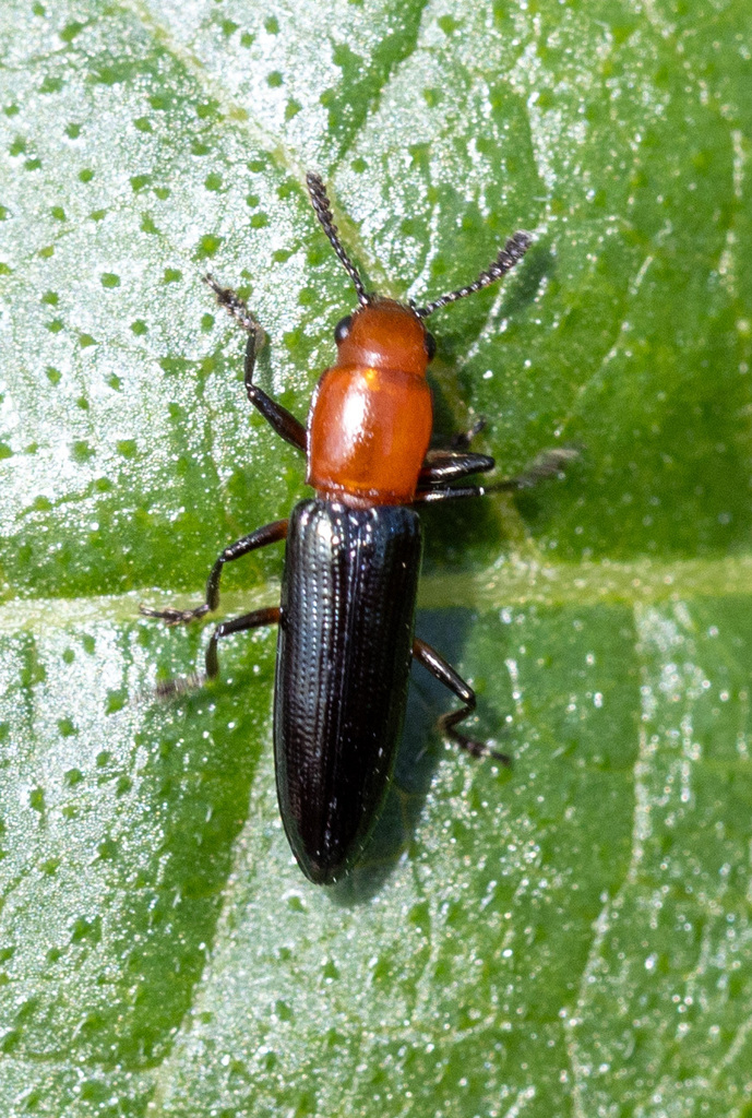 Clover Stem Borer from Centerville, OH, USA on May 29, 2024 at 02:15 AM ...