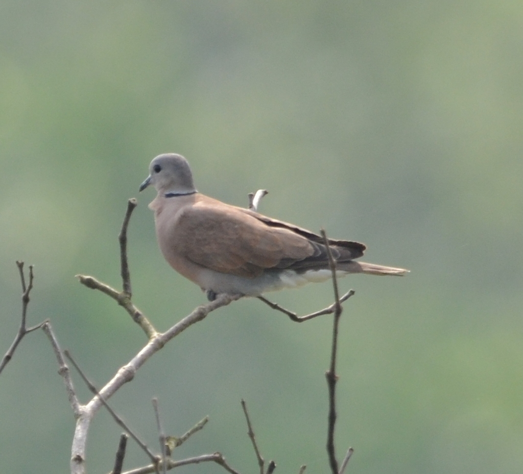 Red Collared-Dove from Lim Chu Kang, Singapur on February 26, 2024 at ...