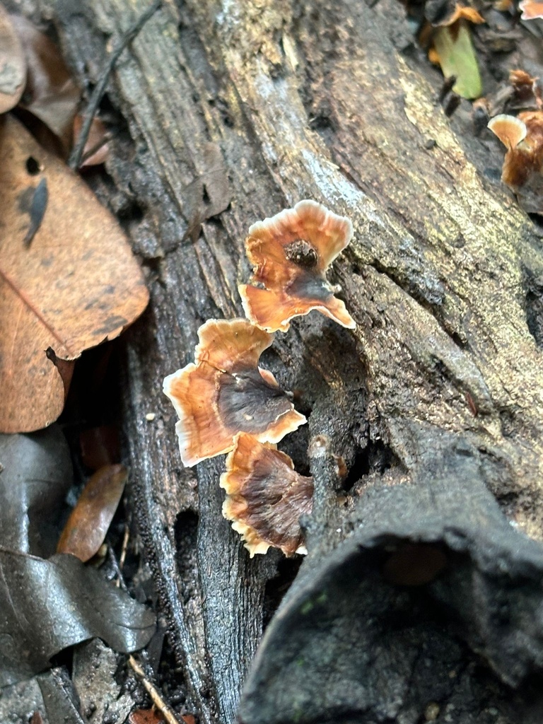 Podoscypha from Puerto Rico, Humacao, PR, US on May 29, 2024 at 01:17 ...