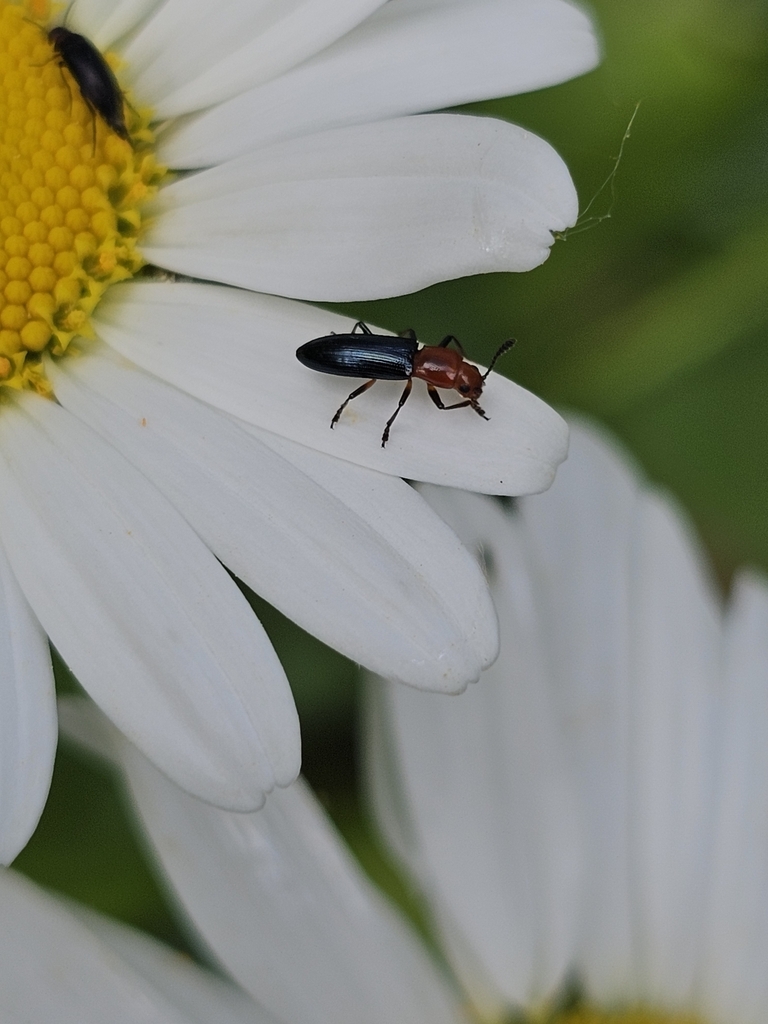 Clover Stem Borer in May 2024 by jsolfrian · iNaturalist