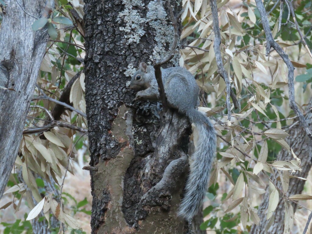 Arizona Gray Squirrel from Sierra Vista, AZ, USA on May 29, 2024 at 06: ...