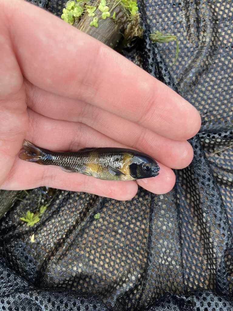 Fathead Minnow from Wood Lake Nature Center, Richfield, MN, US on May ...