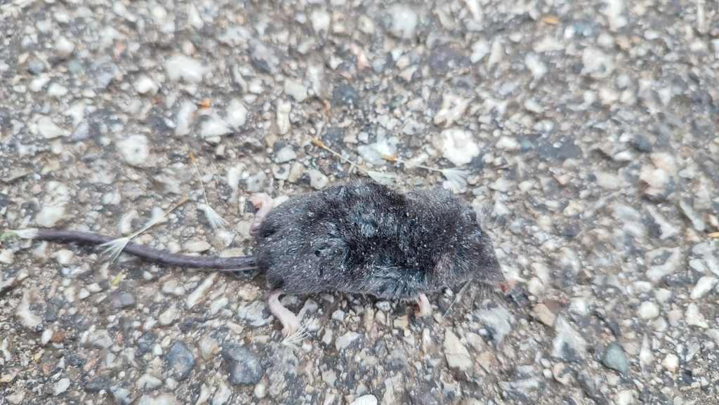 Alpine Shrew in May 2024 by Peter Nociar · iNaturalist