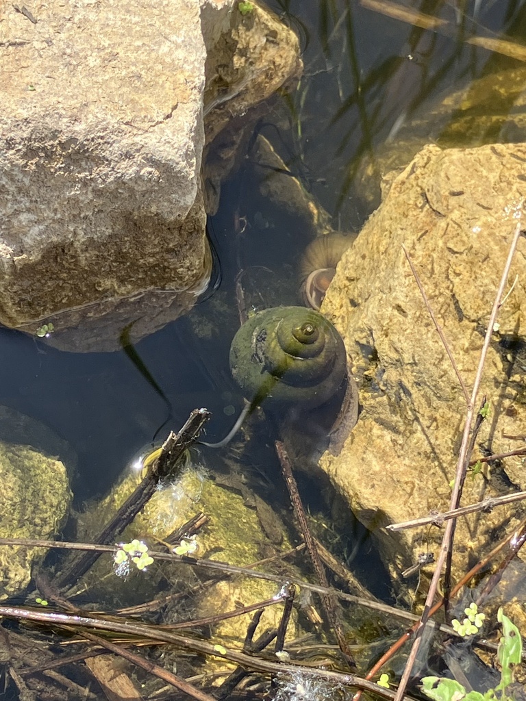 Asian Apple Snail from Wood Lake Nature Center, Richfield, MN, US on ...