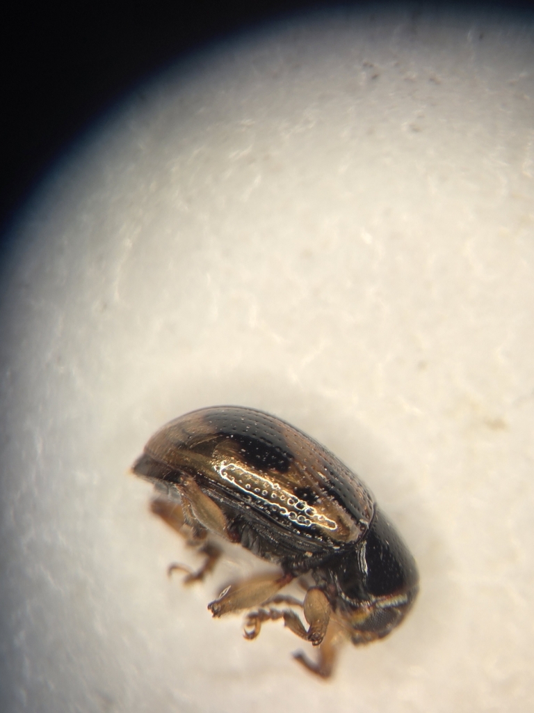 Four-marked Oval Leaf Beetle from Millcreek Township, PA, USA on May 29 ...