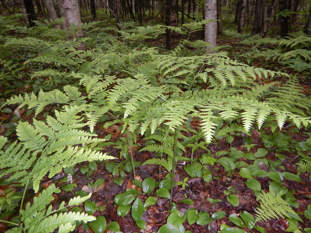 eagle fern in May 2024 by Elizabeth Lynch · iNaturalist