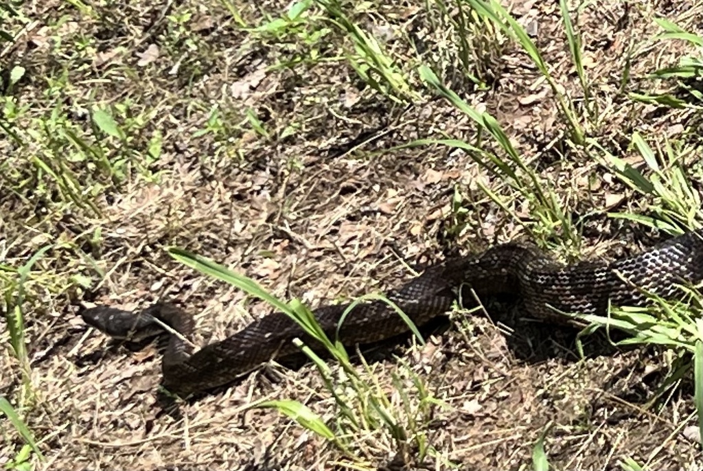 Western Ratsnake from Bray, OK, US on May 29, 2024 at 04:33 PM by ...