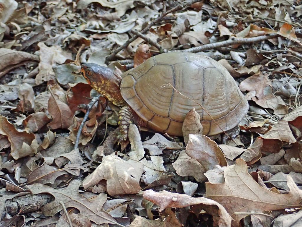 Three-toed Box Turtle in September 2020 by jkopachena · iNaturalist