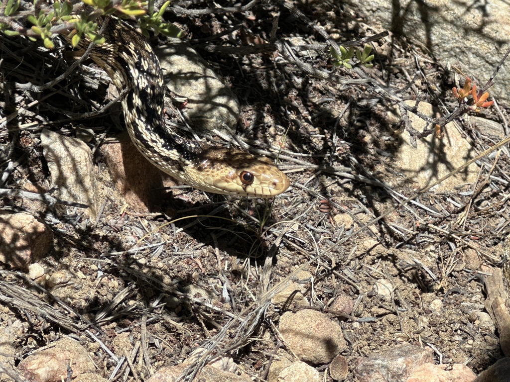 San Diego Gopher Snake in May 2024 by Cathy Wiley · iNaturalist