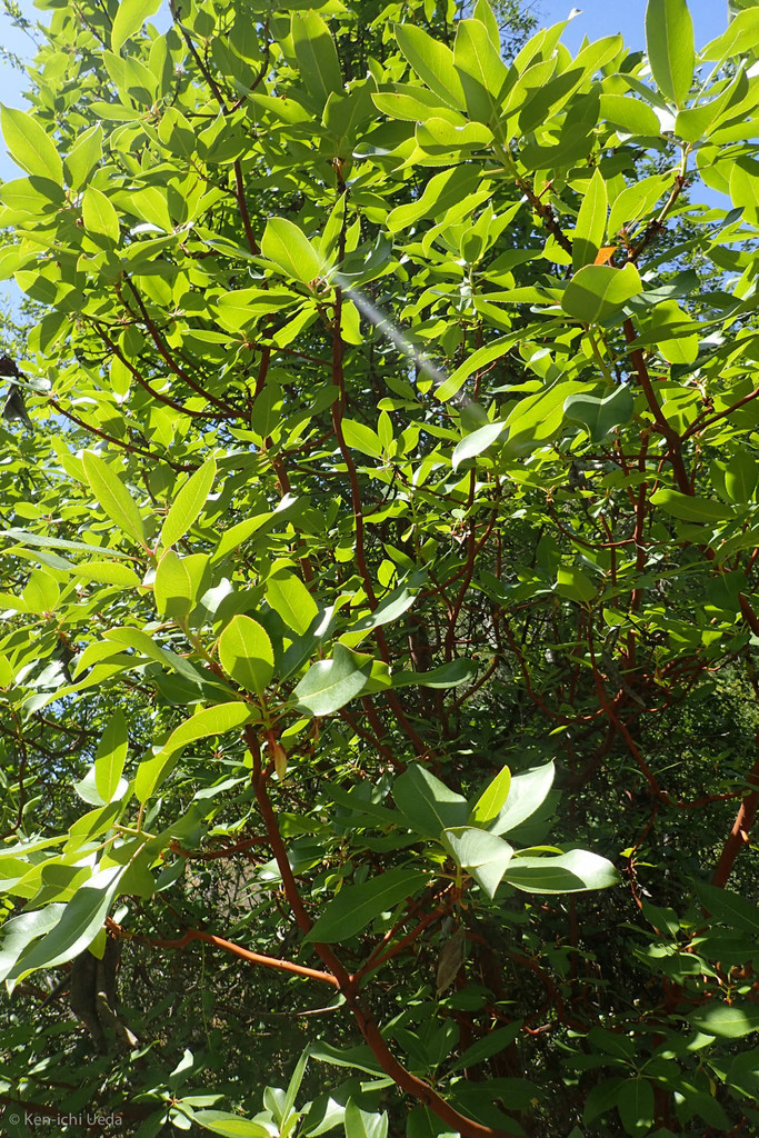 Pacific madrone (Handbook for the Native Trees of Oregon) · iNaturalist
