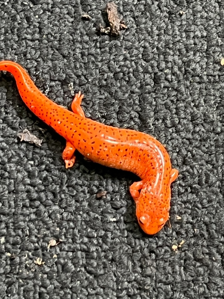 Red and Mud Salamanders from Newland, NC 28657, USA on May 29, 2024 by ...