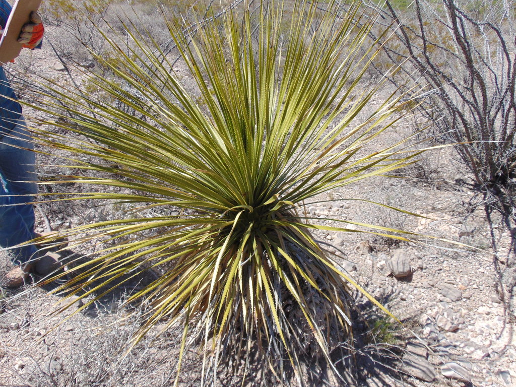 Smooth Sotol from Aldama, Chih., México on April 10, 2018 at 12:37 PM ...