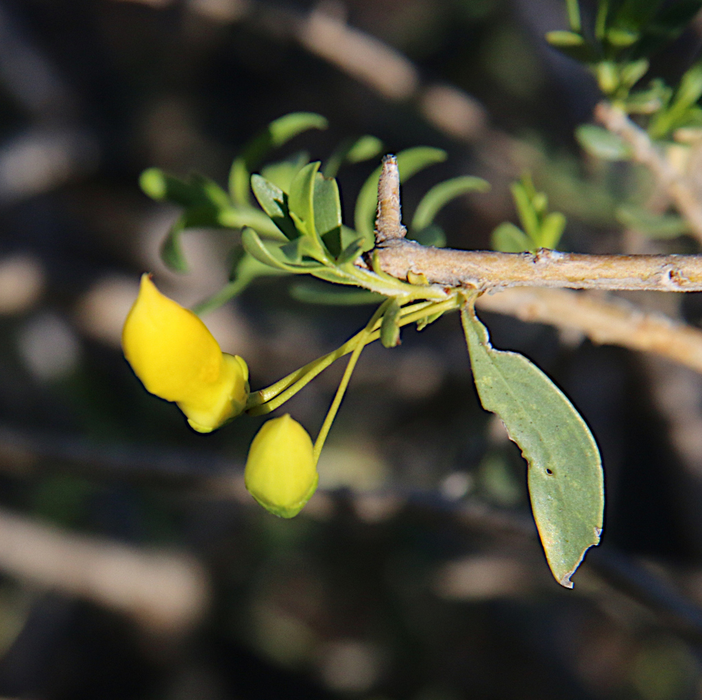 spotted emu bush from Kilcowera Station, Thargomindah QLD 4492 ...