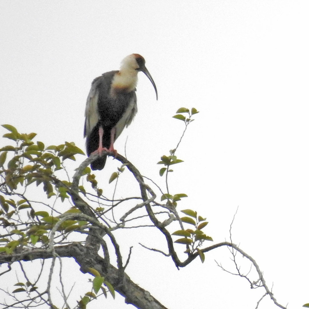 Buff-necked Ibis from Careiro da Várzea - State of Amazonas, 69255-000 ...