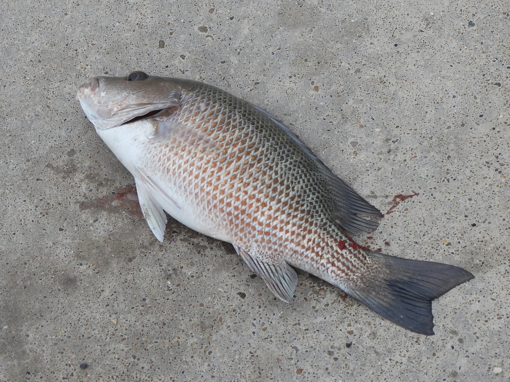 Gray Snapper from Cameron County, TX, USA on May 29, 2024 at 10:23 AM ...