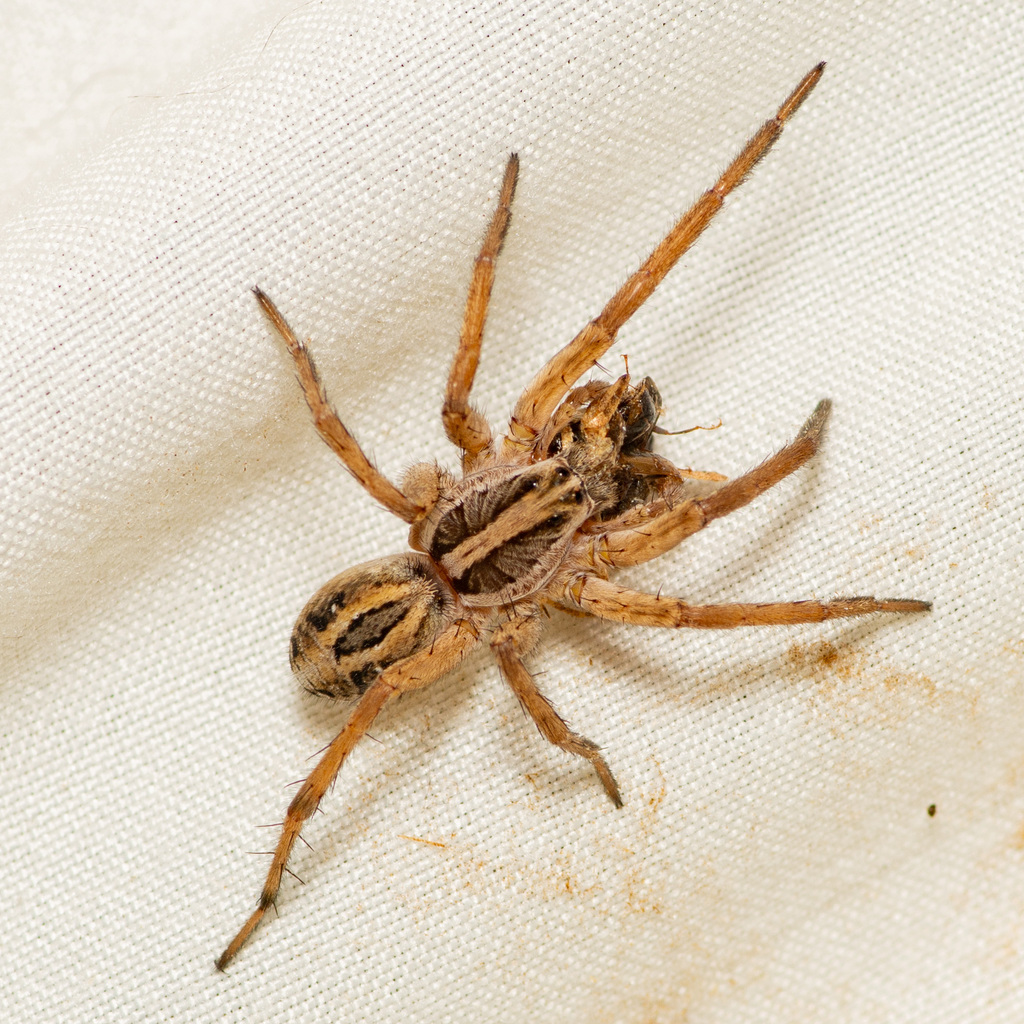 lance wolf spider from Apache Passtures, Milam County, TX, USA on May ...