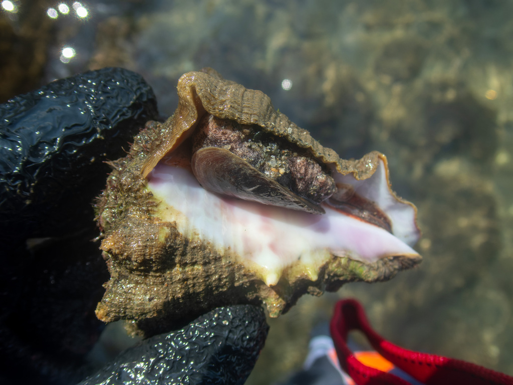 Caribbean Vase from Santa Marta (Dist. Esp.), CO-MA, CO on May 29, 2024 ...