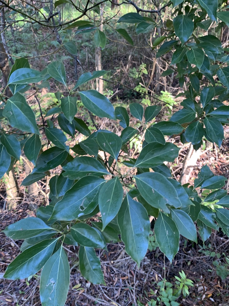 Camphor from Glenrock State Conservation Area, Kahibah, NSW, AU on May ...