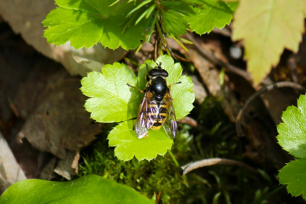 Long-nosed Pond Fly from Chippewa County, MI, USA on May 28, 2024 at 05 ...