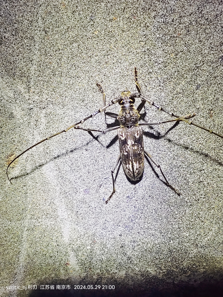 Trirachys orientalis from Nanjing, CN-JS, CN on May 29, 2024 at 08:59 ...