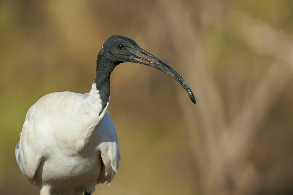 Australian Ibis from Perth WA, Australia on May 9, 2024 at 11:13 PM by ...
