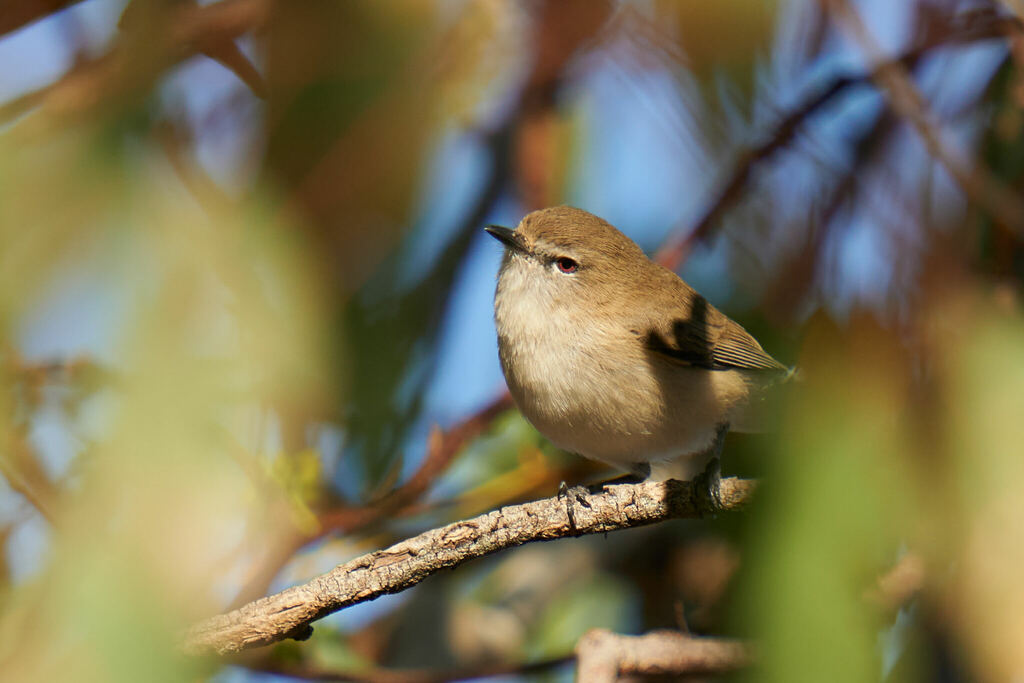 Western Gerygone from Perth WA, Australia on May 9, 2024 at 11:35 PM by ...