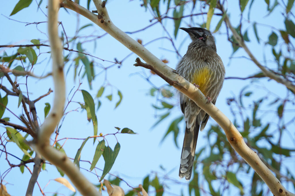 Red Wattlebird from Perth WA, Australia on May 9, 2024 at 11:56 PM by ...