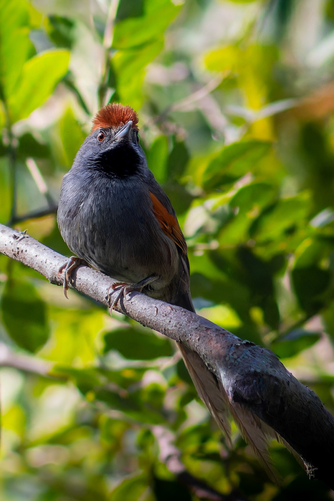 Spix's Spinetail from Jardim Sao Martinho, São Paulo - SP, Brasil on ...