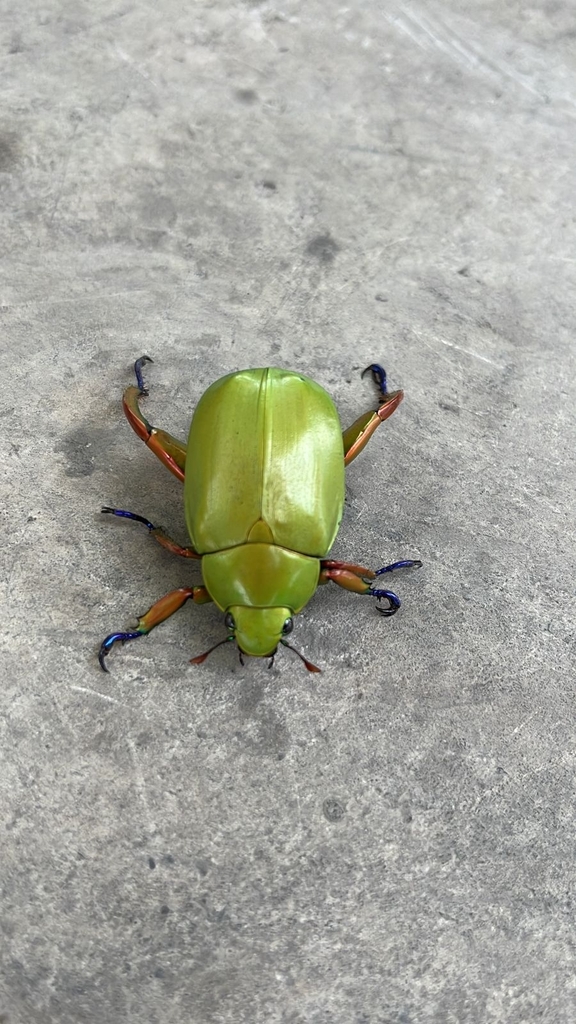 Large-eyed Jewel Scarab from Coscomatepec on May 29, 2024 by Yolito ...