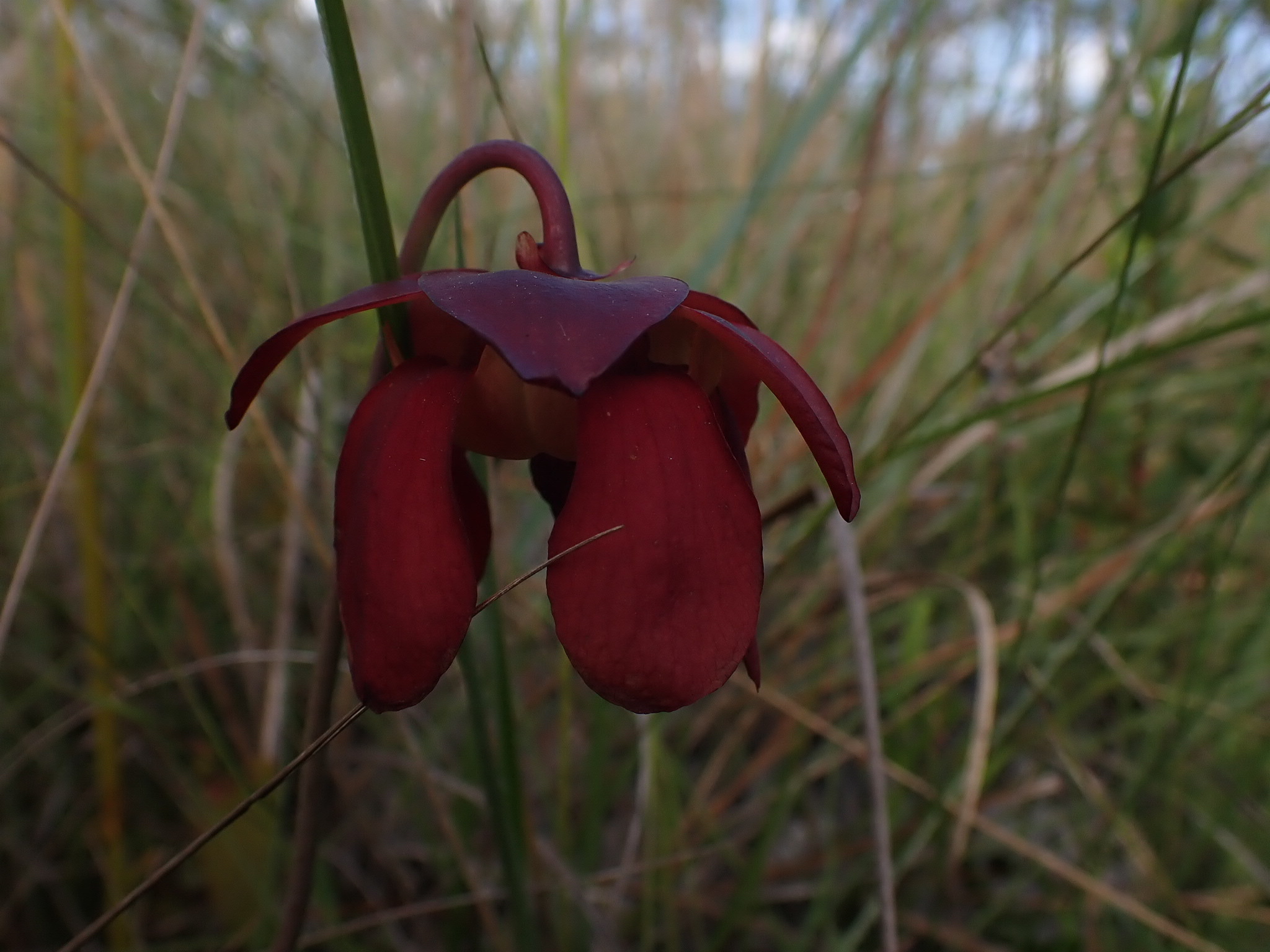 Sarracenia - Species List