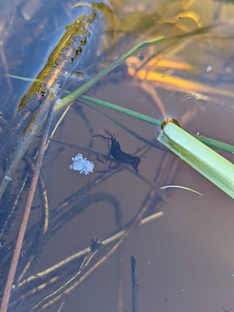 Dytiscus from Vancouver, BC V6T 1R5, Canada on May 29, 2024 at 04:41 PM ...