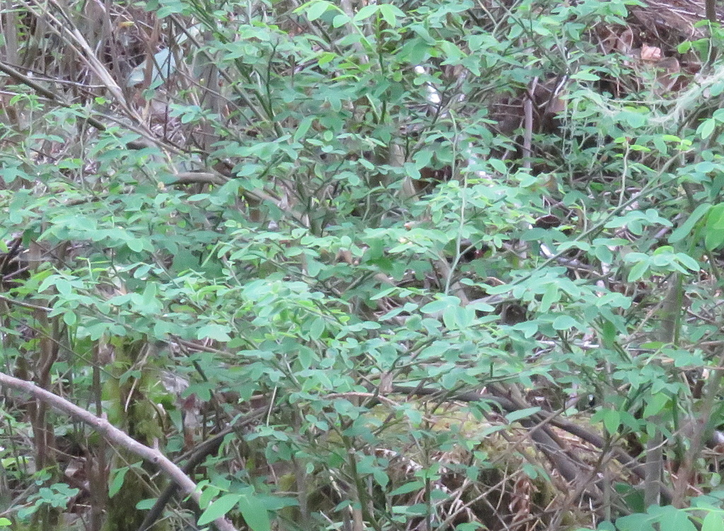Red Huckleberry from Comox Valley, BC, Canada on May 12, 2019 at 03:32 ...