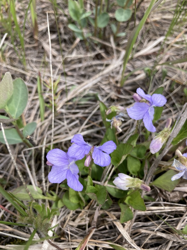 hookedspur violet from Foothills County, AB, Canada on May 29, 2024 at ...