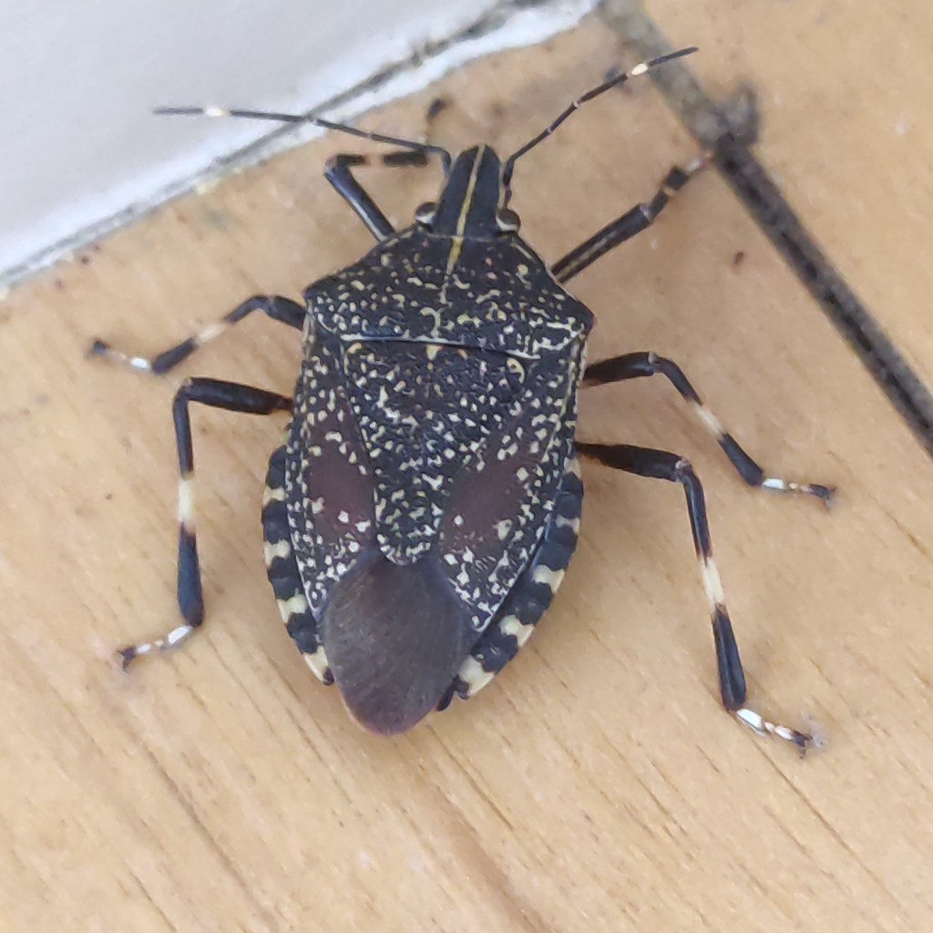 Yellow-spotted Stink Bug from 138 Higashitawara, Hadano, Kanagawa 257 ...