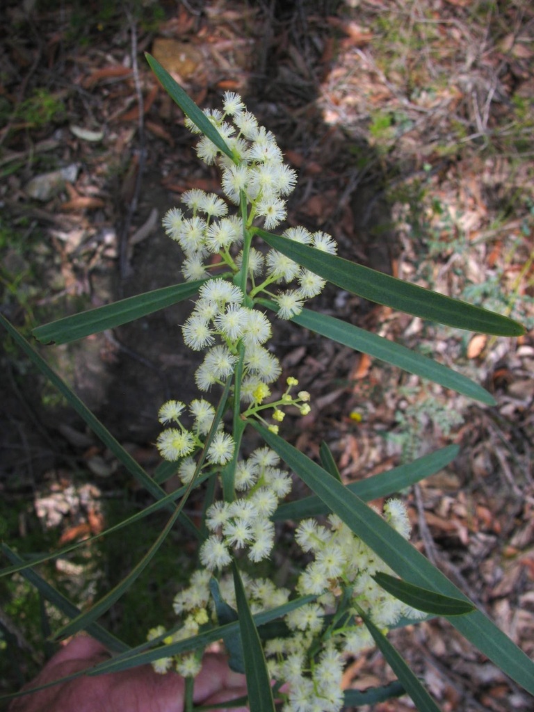 Sweet Wattle from Newnes Plateau NSW 2790, Australia on May 28, 2024 at ...
