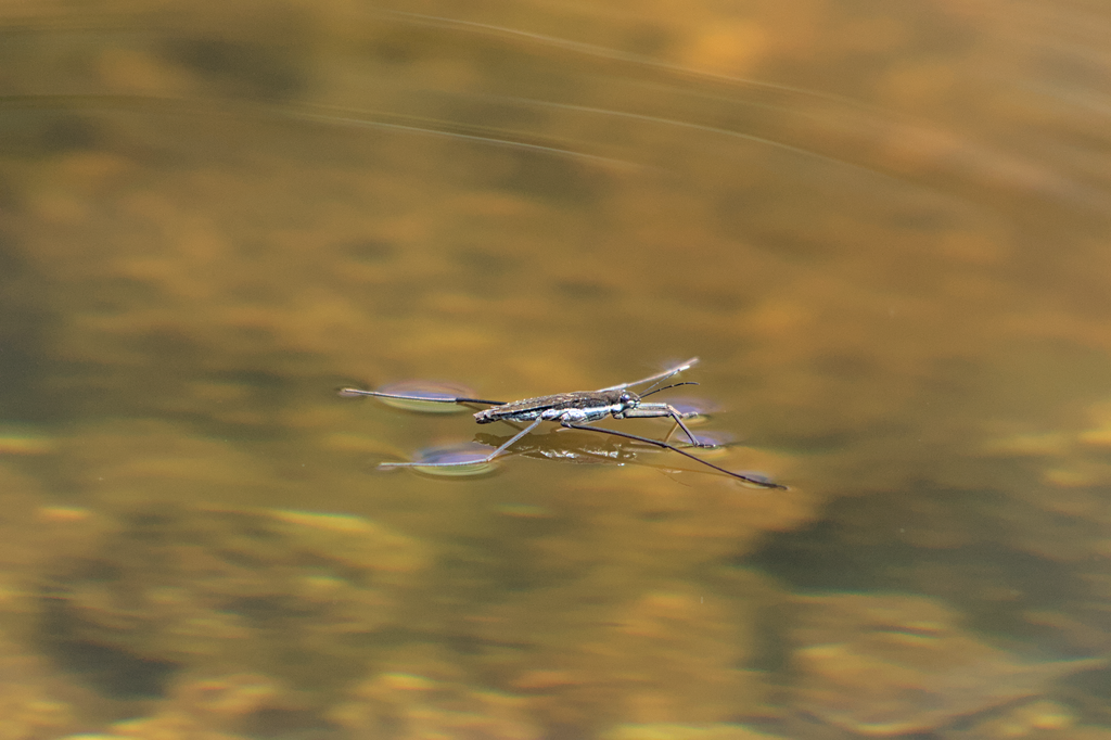 North American Common Water Strider from Conception Bay South, NL ...