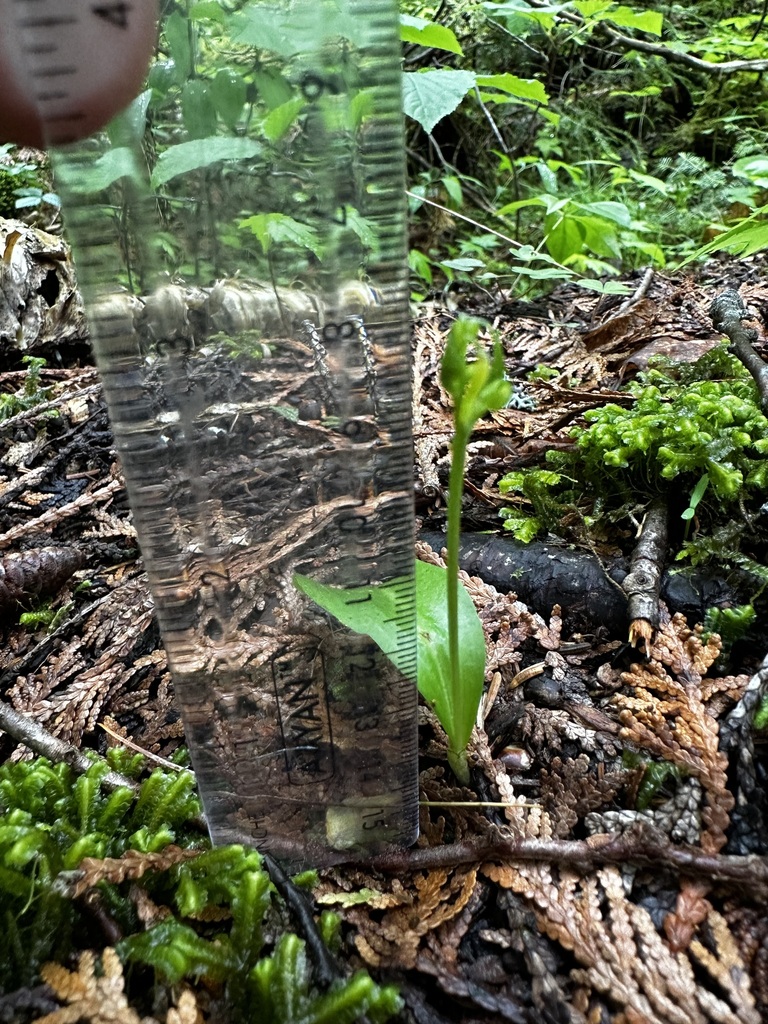 Blunt-leaved Rein Orchid from Clinton County, NY, USA on May 29, 2024 ...