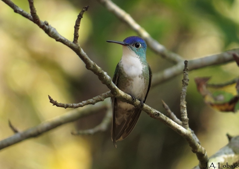 Azure-crowned Hummingbird (Saucerottia cyanocephala) - Avian Discovery