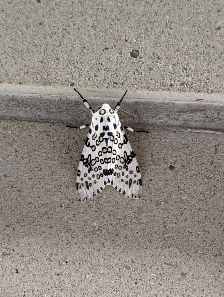 Giant Leopard Moth from Fountain Square, Indianapolis, IN, USA on May ...