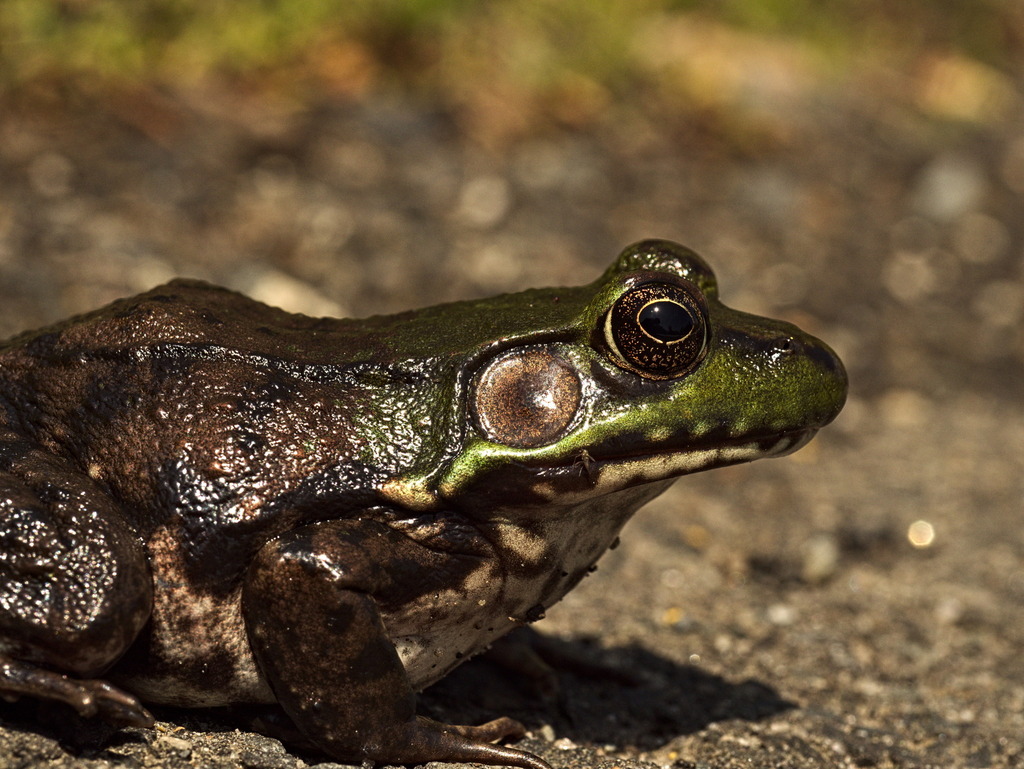 Green Frog from Gillette, Harding Township, NJ 07933, USA on April 28 ...