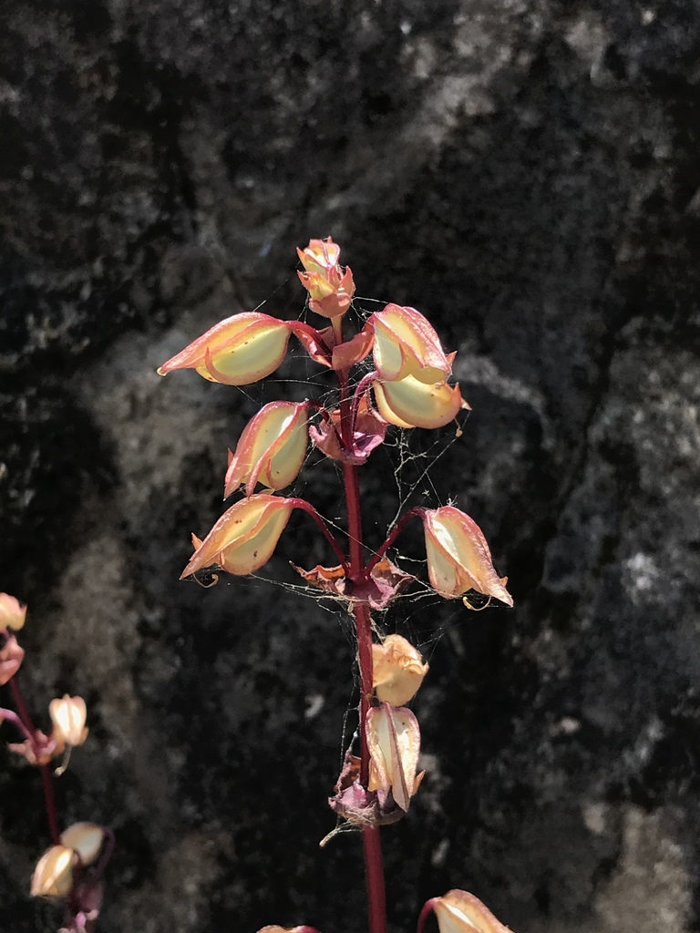 shy monkeyflower from 94941, Mill Valley, CA, US on May 13, 2019 at 12: ...