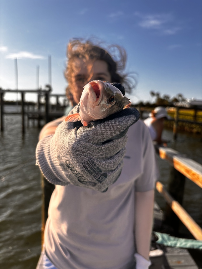 Common Snappers from Blackburn Bay, Laurel, FL, US on May 29, 2024 at ...
