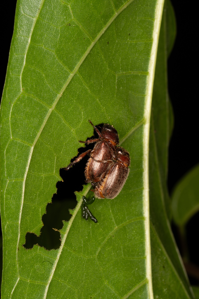 Adoretus cribratus from 香港長洲 on May 25, 2024 at 10:32 PM by Lam Wing Yi ...
