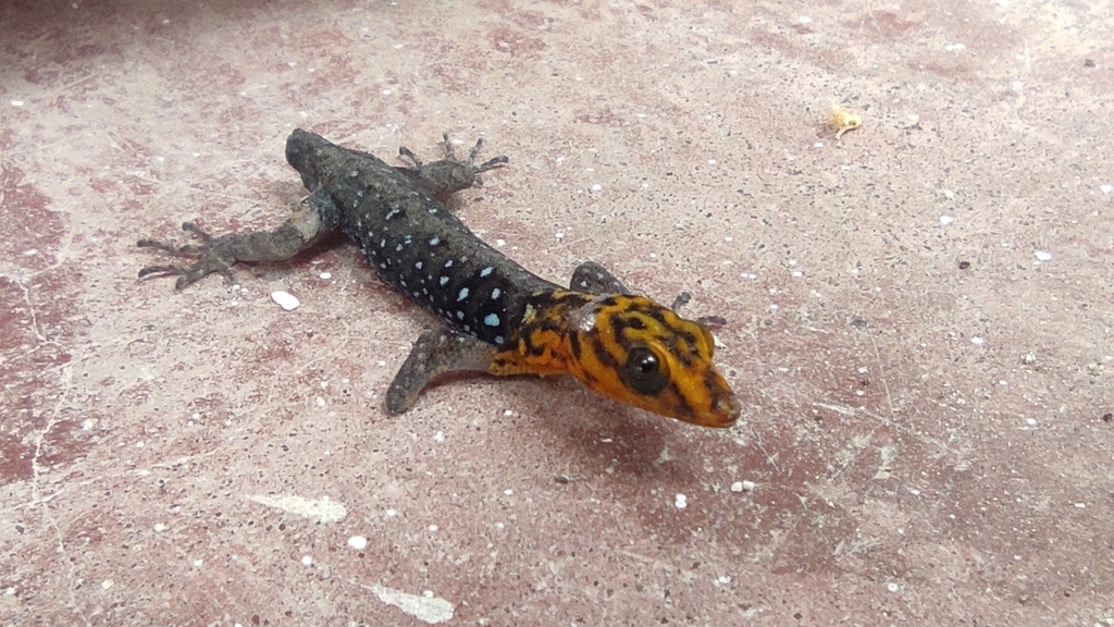 Shieldhead Gecko from 39VR+7R3, Puerto Baquerizo Moreno, Ecuador on May ...