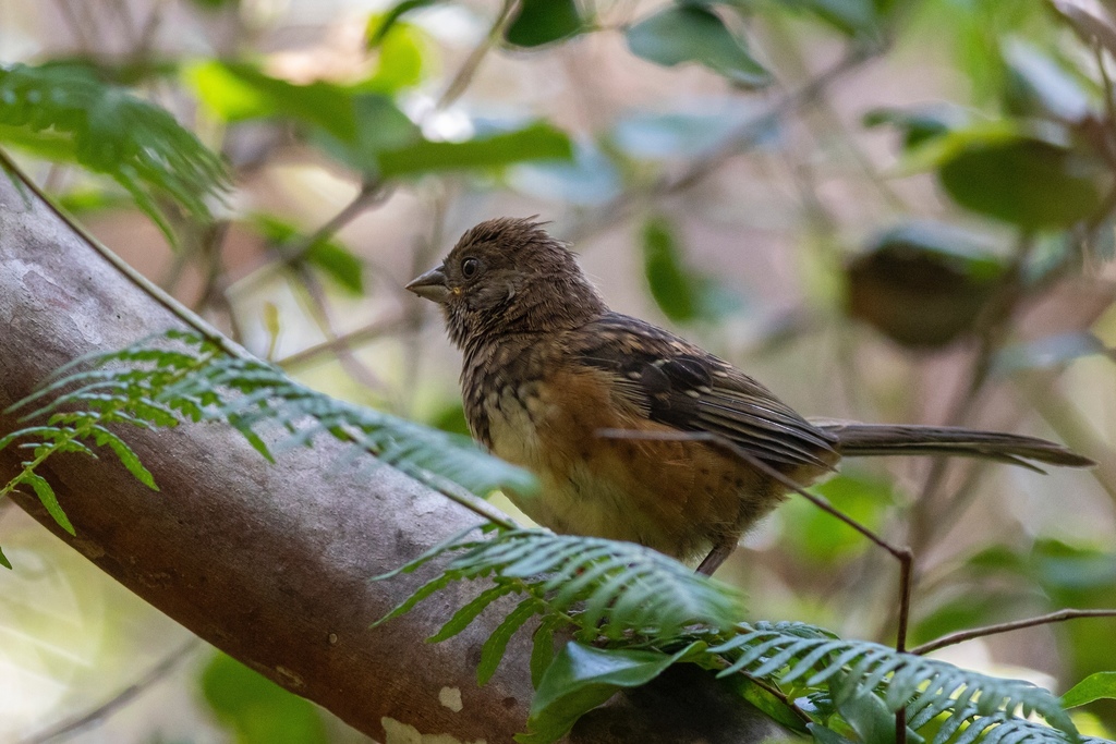 Socorro Towhee from Isla Socorro, Tecomán, , MX on March 21, 2019 at 02 ...