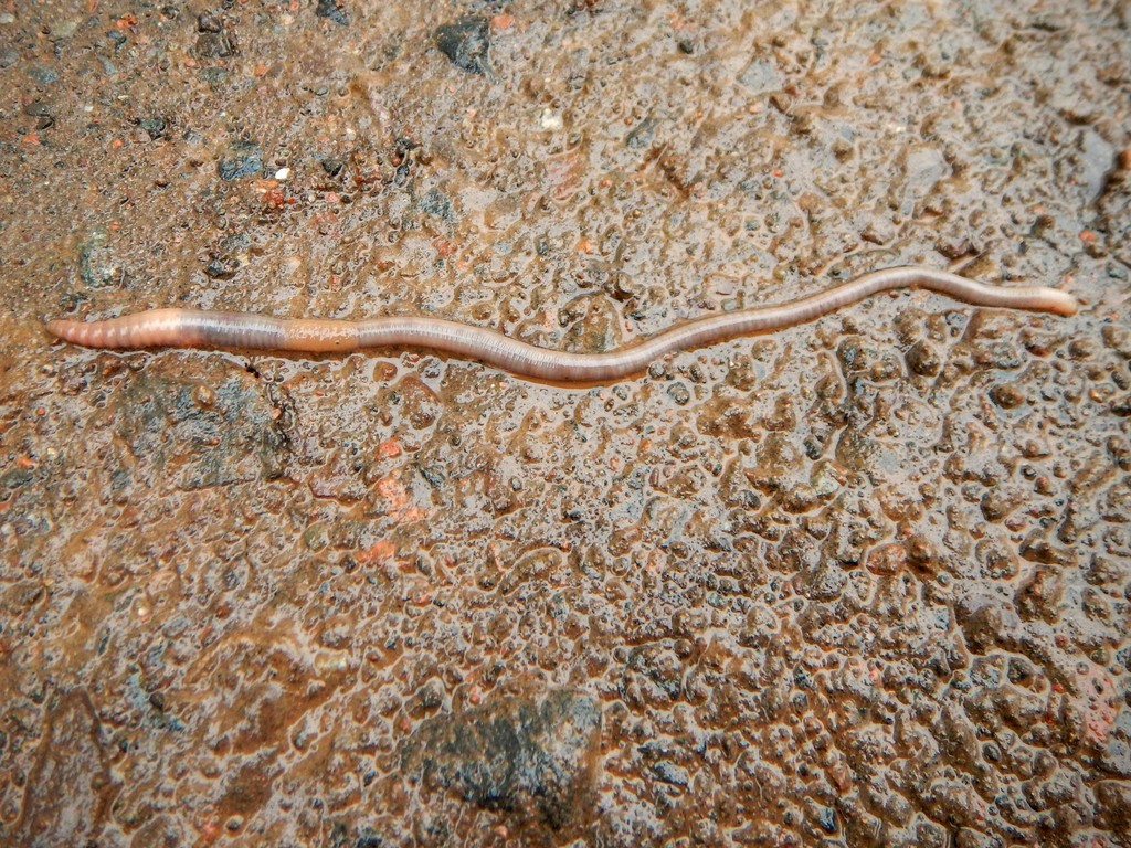 Grey Worm from Lake County, MN, USA on June 1, 2016 at 08:23 AM by Joe ...