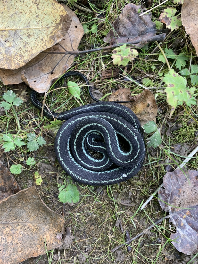 Common Garter Snake from Carnation, WA, US on September 25, 2019 at 02: ...