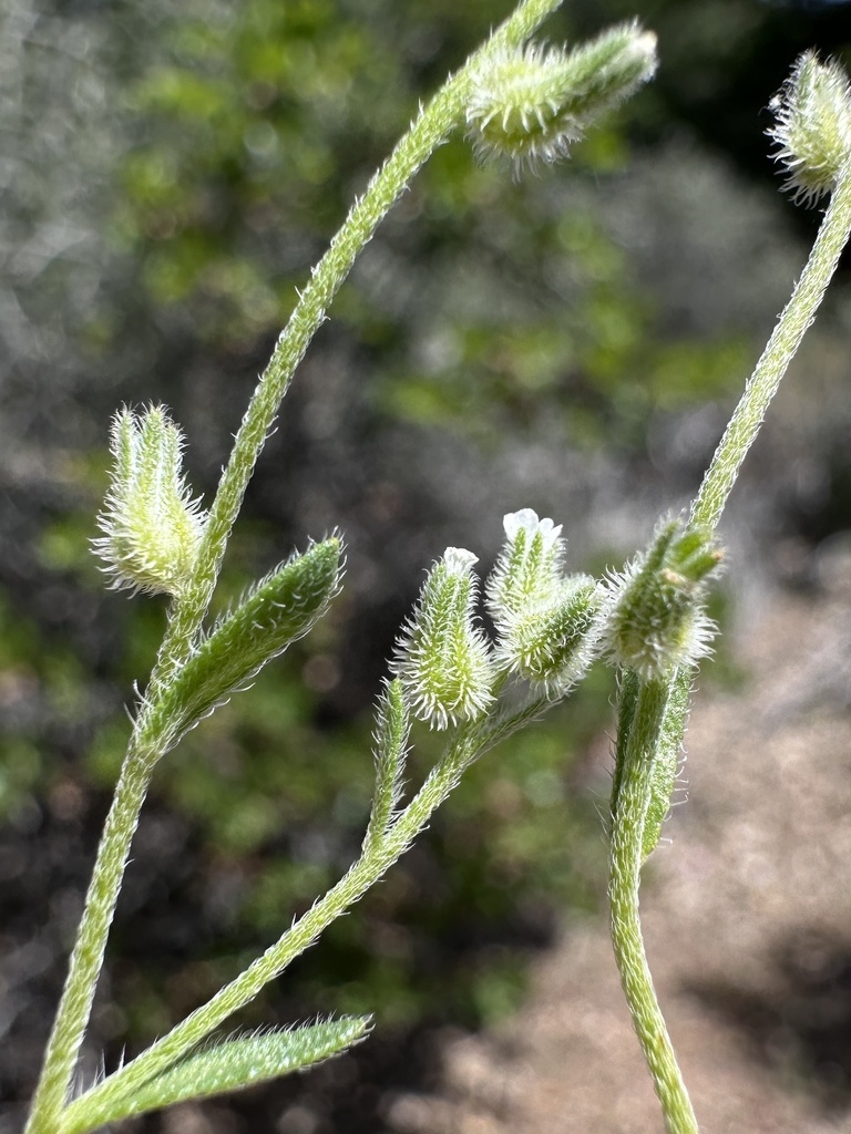 Cryptantha rostellata from Lassen National Forest, Fall River Mills, CA ...