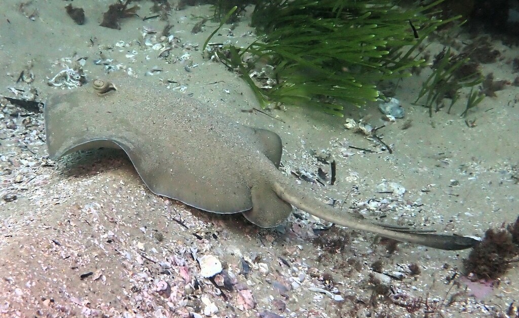 Common Stingaree from Oak Park Beach, 156-164 Ewos Parade, Cronulla NSW ...