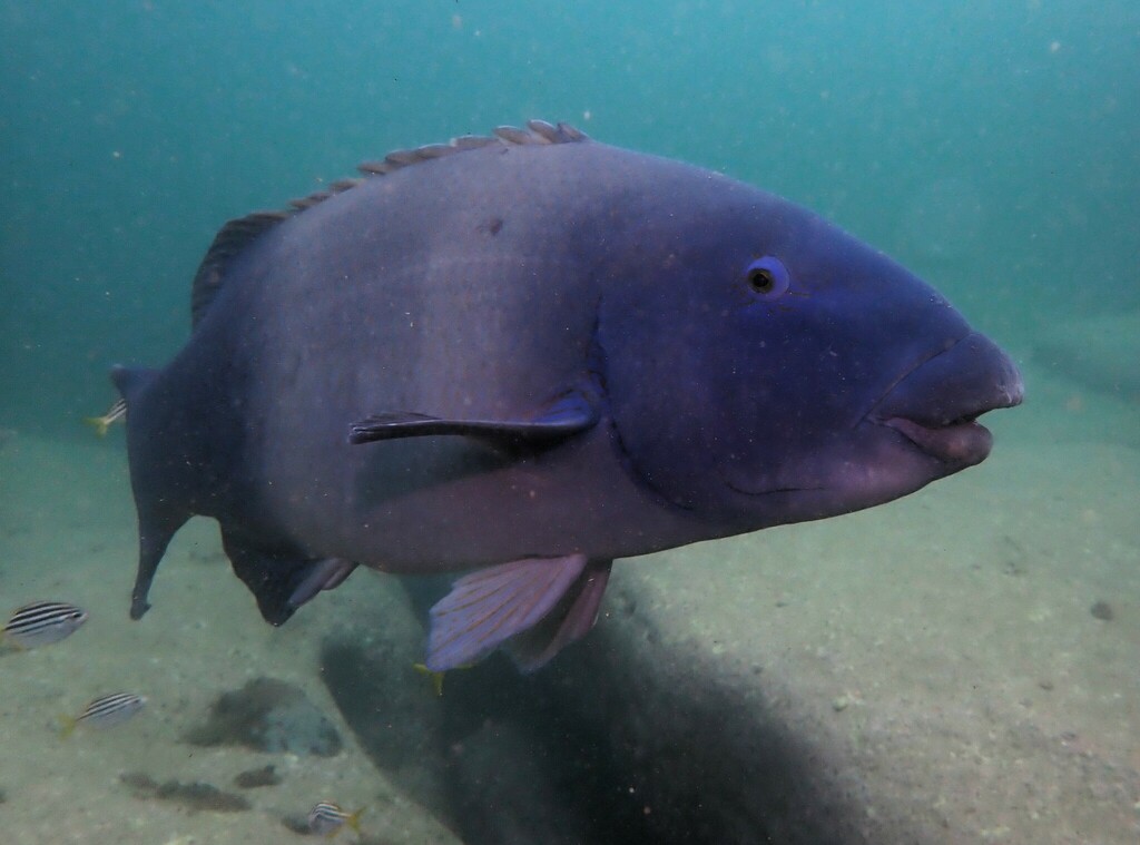 Eastern Blue Groper from Oak Park Beach, 156-164 Ewos Parade, Cronulla ...
